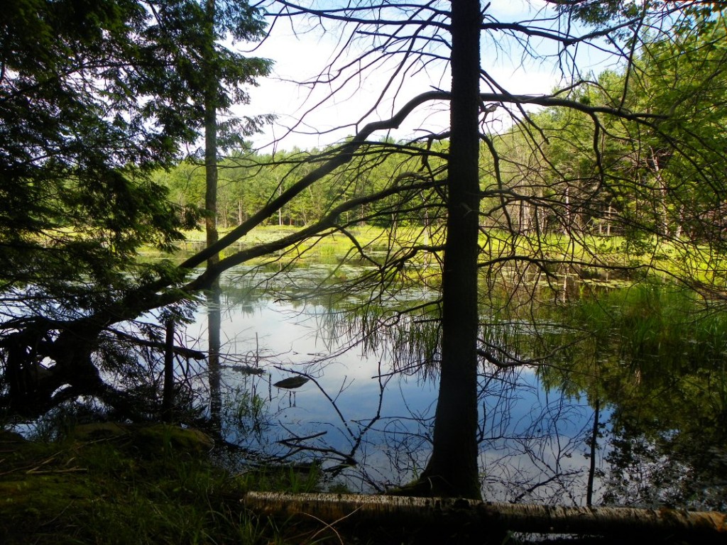 Dyken Pond Environmental Education Center | On the Rensselaer Plateau