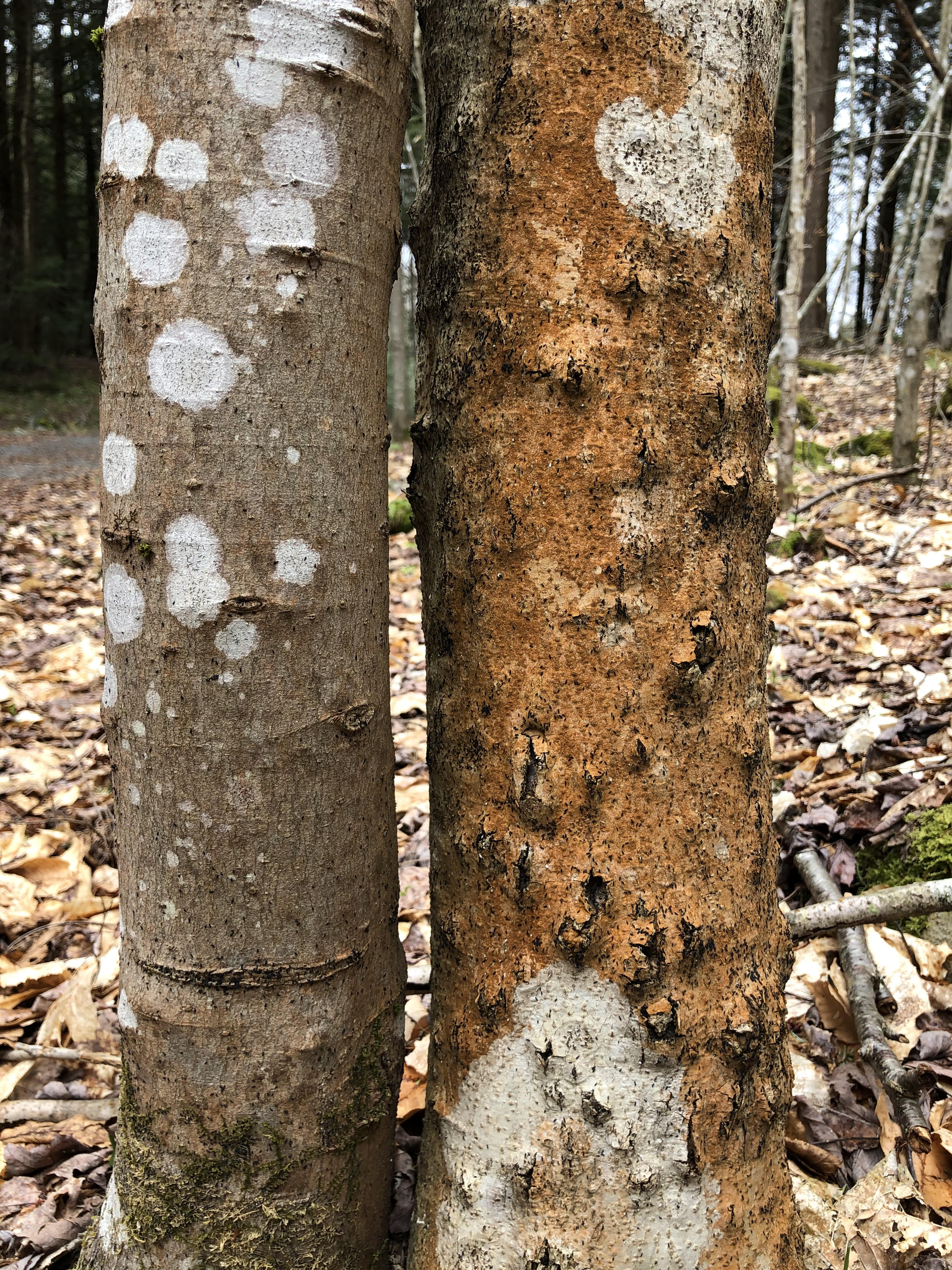 Red Bark Phenomenon | Dyken Pond Environmental Education Center