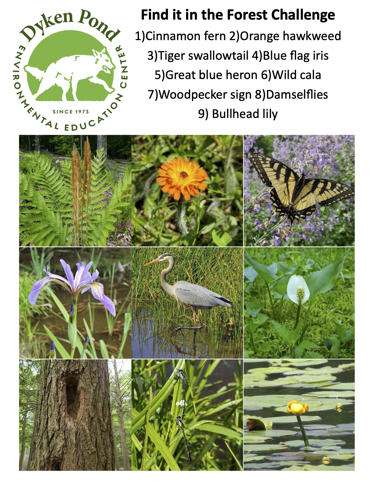 July Find it in the Forest | Dyken Pond Environmental Education Center