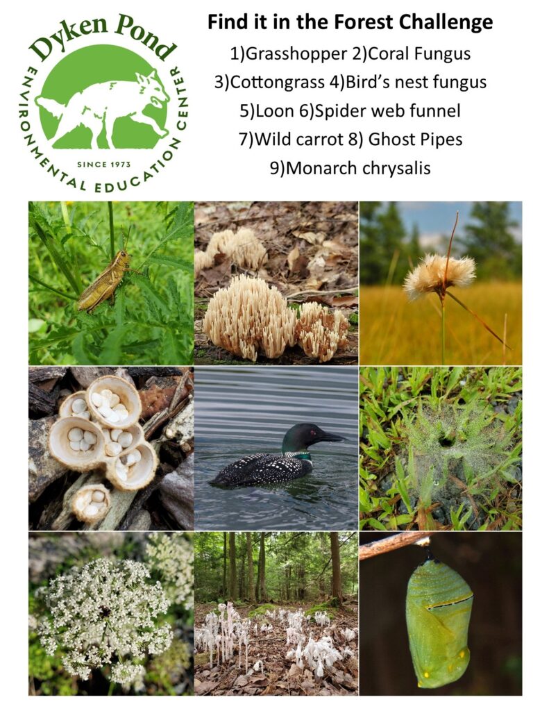 Find it in the Forest September | Dyken Pond Environmental Education Center