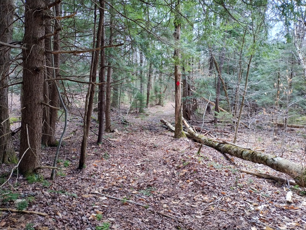 Trees Removed From Trails | Dyken Pond Environmental Education Center